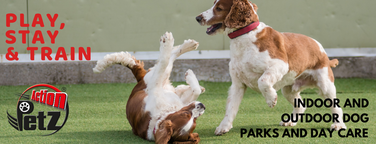 Action Petz Indoor & Outdoor Dog Play Parks and Day Care - Action Petz